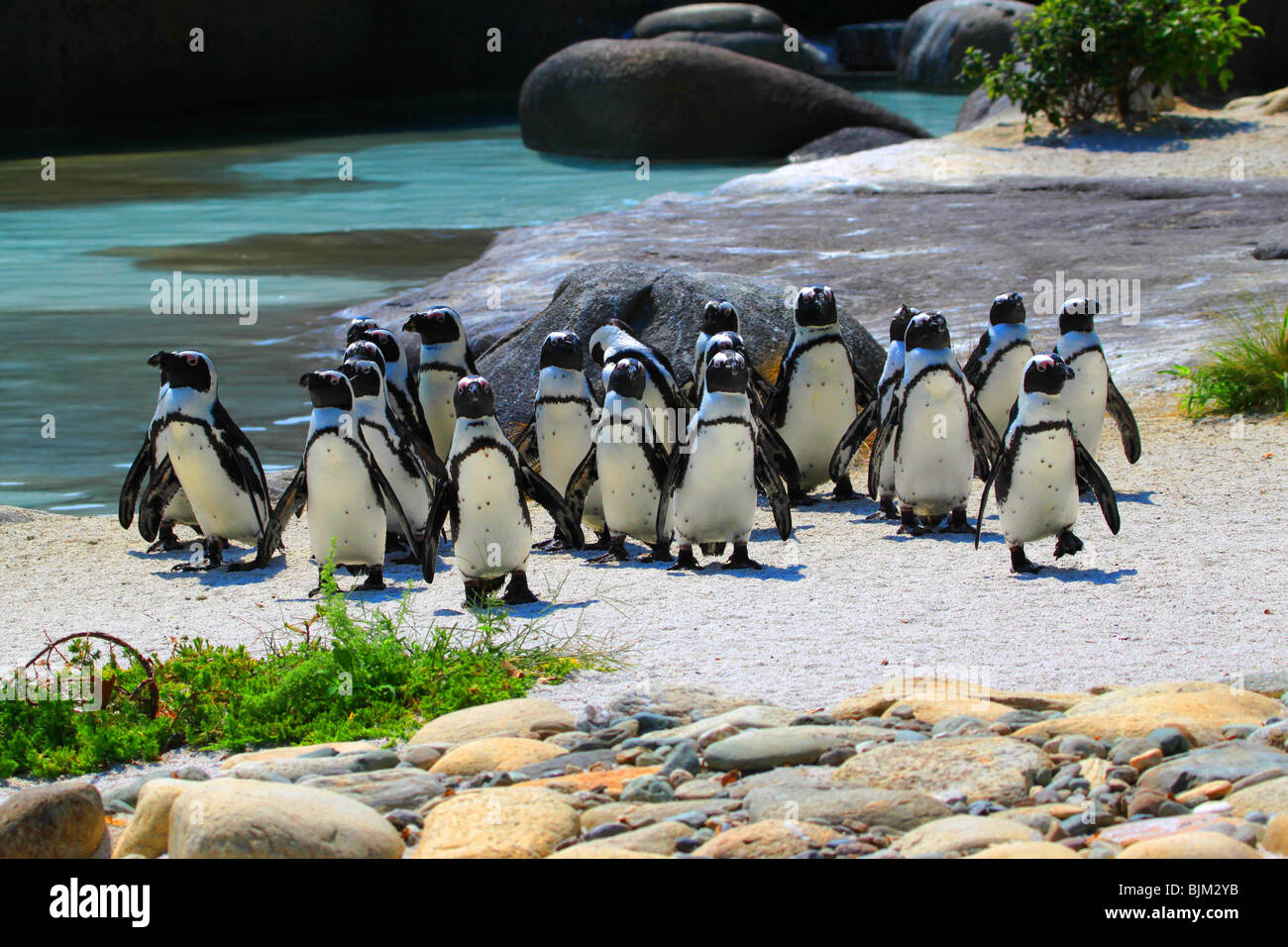 Group of penguins hi-res stock photography and images - Alamy