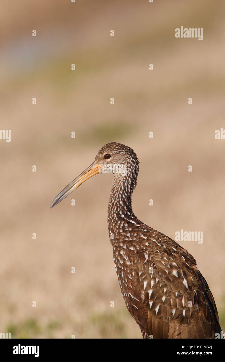 Aramus hi-res stock photography and images - Alamy