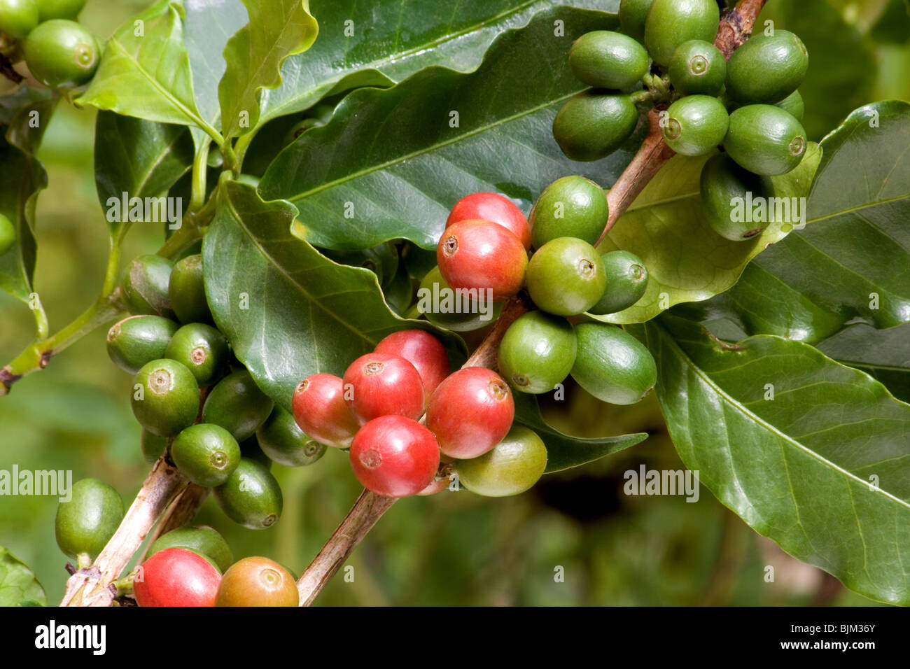 Coffee berries on a coffee tree Stock Photo - Alamy