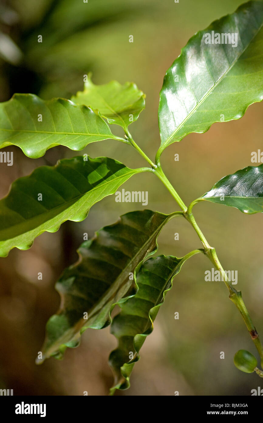 Coffee plant hi-res stock photography and images - Alamy