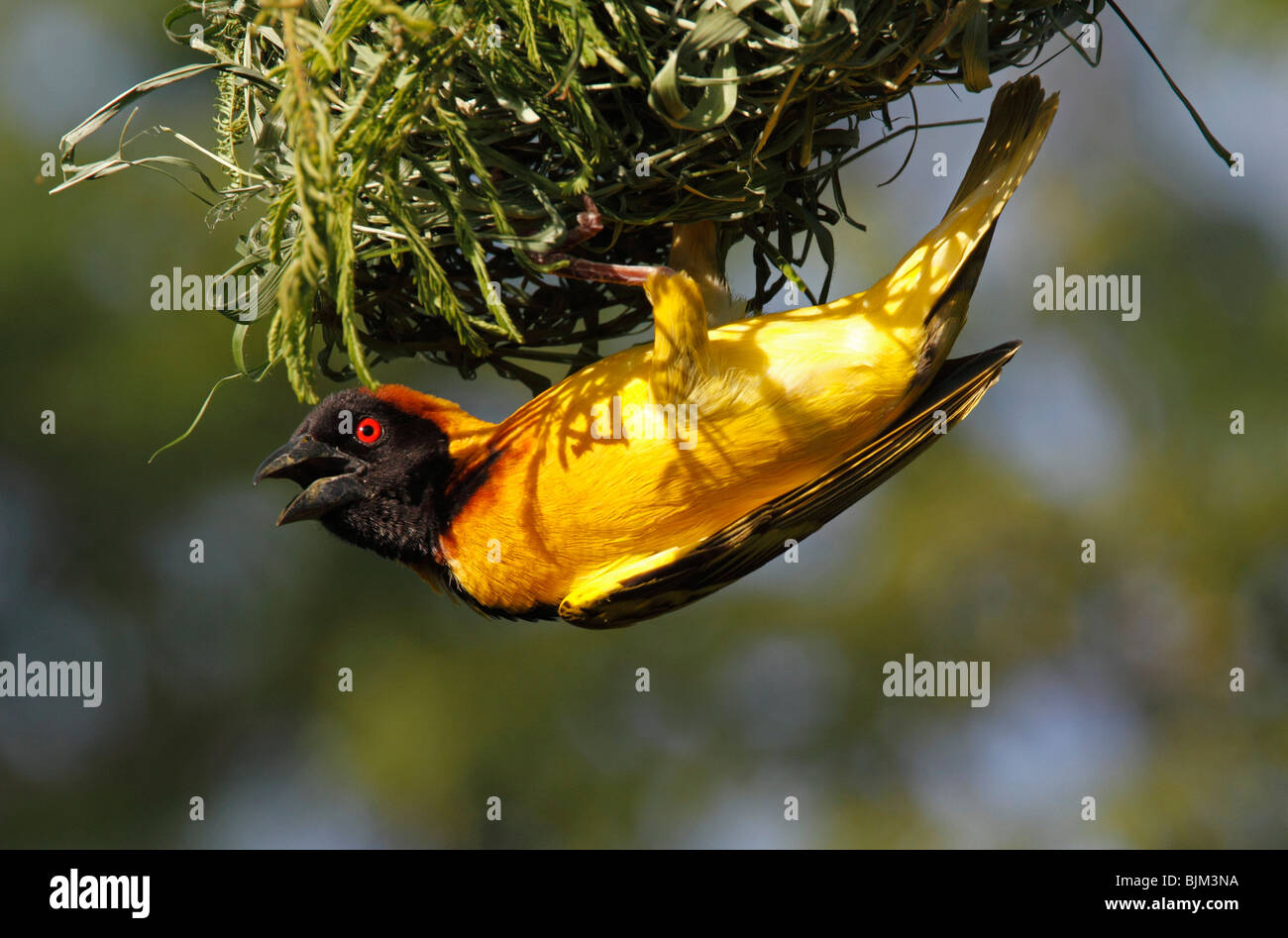 Weaver bird (Ploceidae) in the Masai Mara, Kenya, Africa Stock Photo ...
