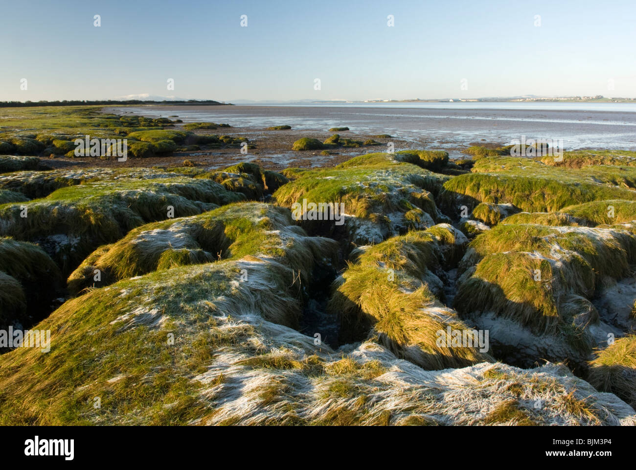 Campfield Marsh RSPB reserve, The Solway Firth, Cumbria, England Stock ...