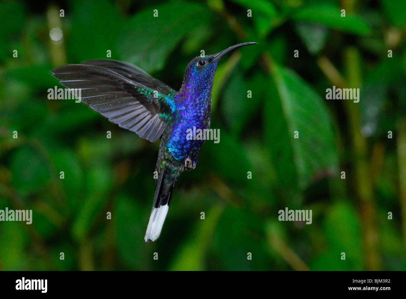 Violet Sabrewing hummingbird (Campylopterus hemileucurus), Monteverde ...