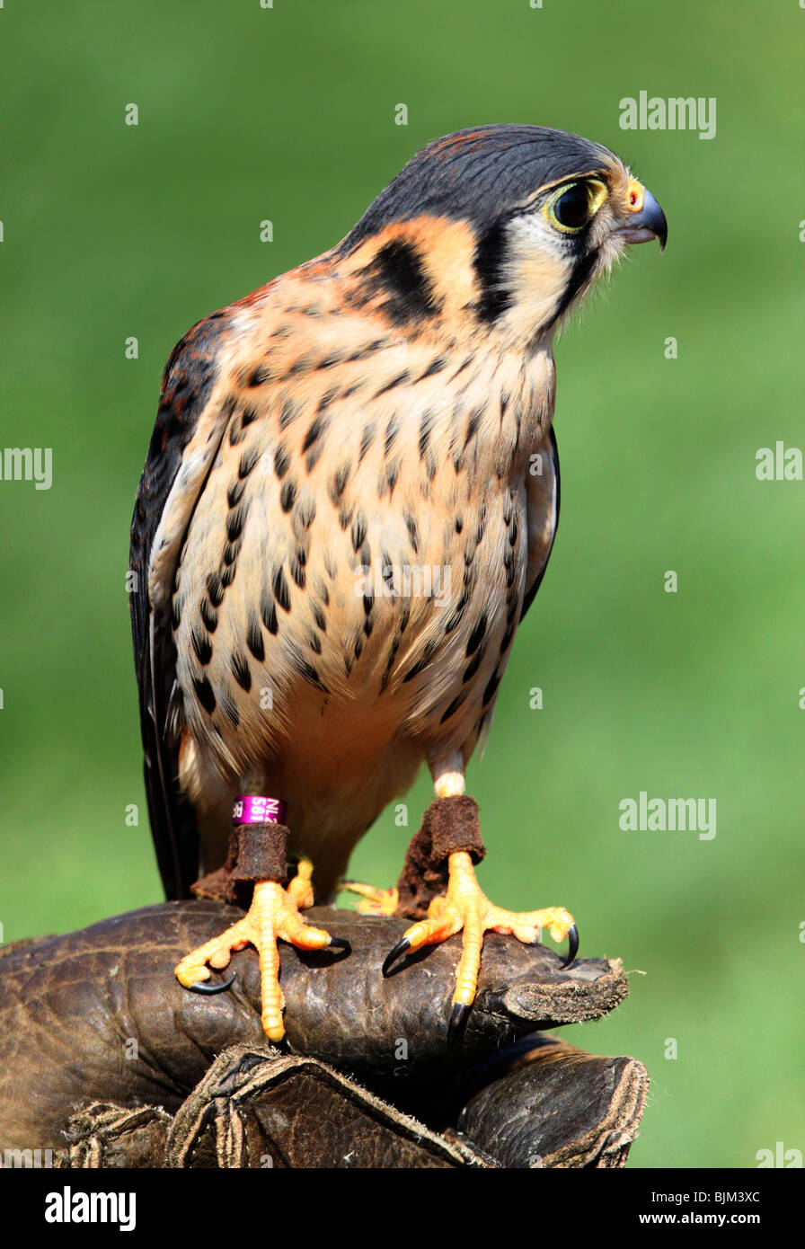 Hawk bird predatory fowl hi-res stock photography and images - Alamy