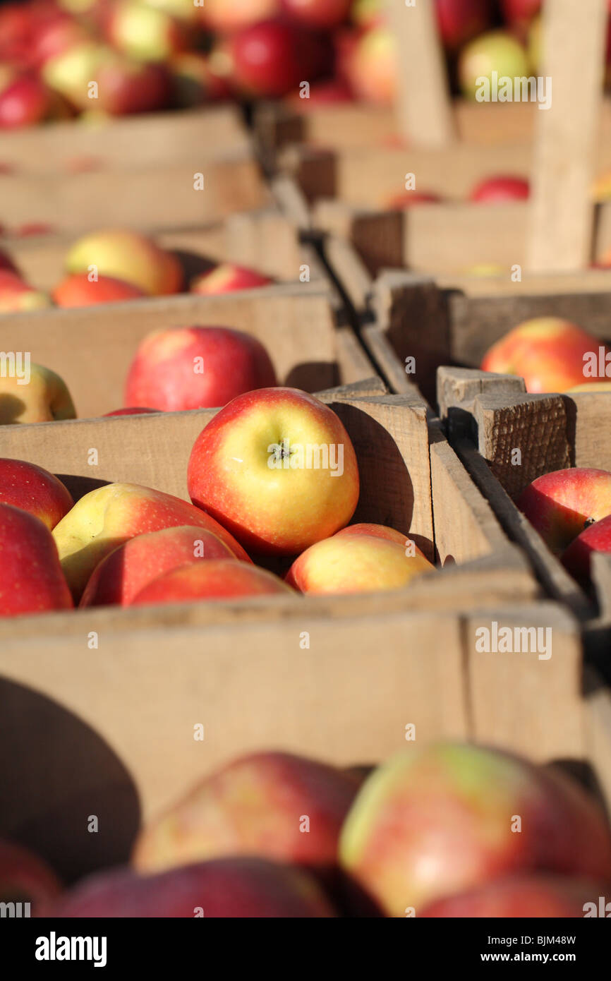 Apples And Crates High Resolution Stock Photography and Images - Alamy