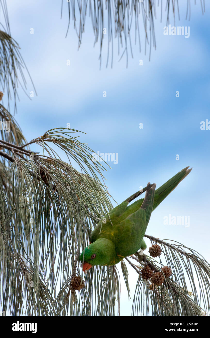 Parrot perched in tree, Cairns, Queensland, Australia Stock Photo - Alamy