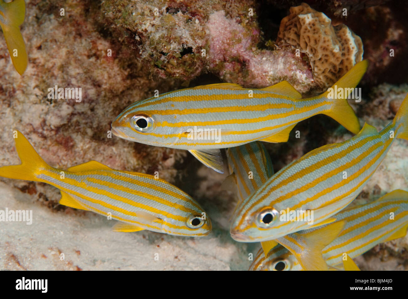 Smallmouth grunt haemulon chrysargyreum bonaire hi-res stock ...