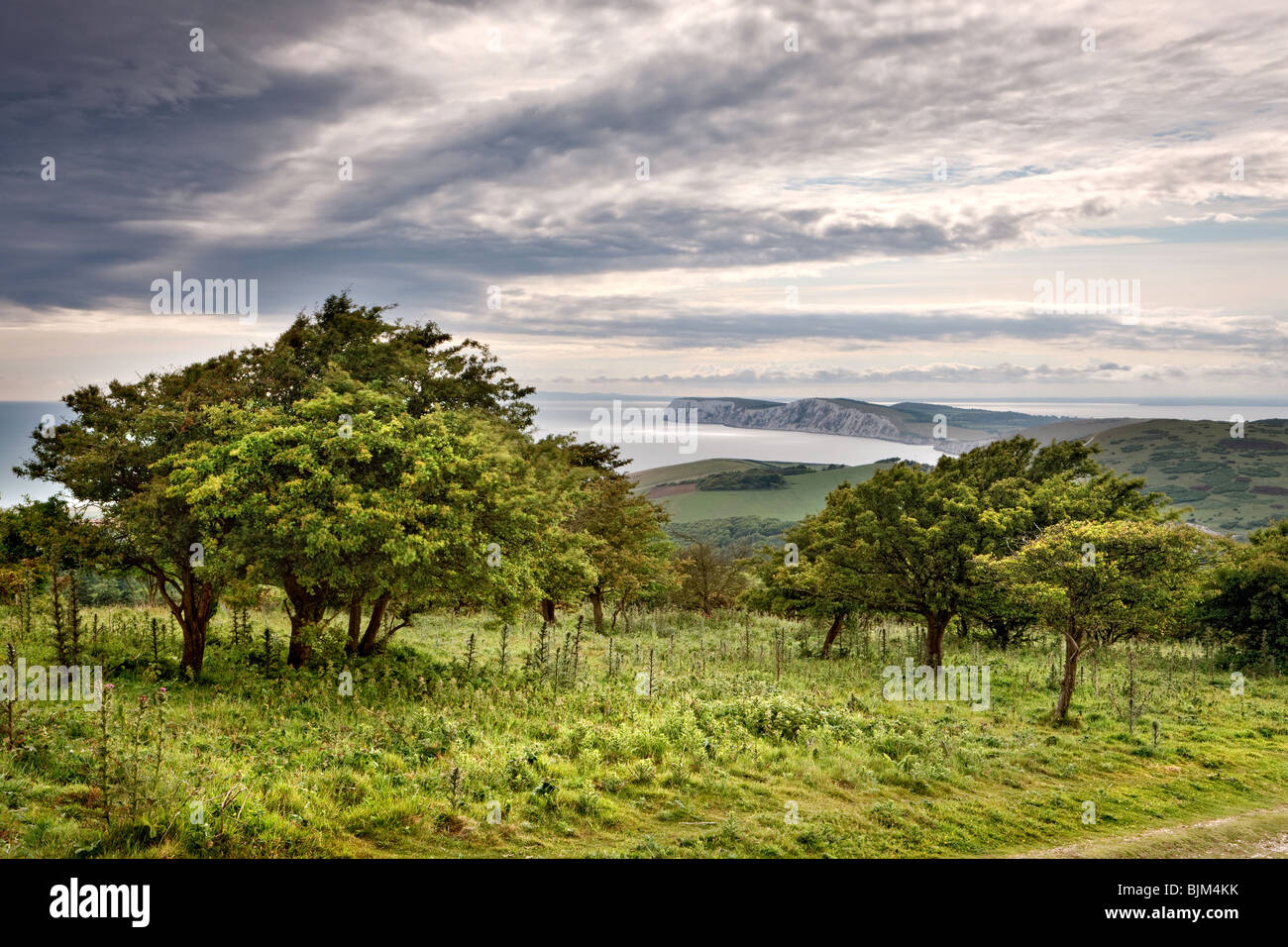 Cloudy sky over the trees of Mottistone Down. Isle of Wight, England ...