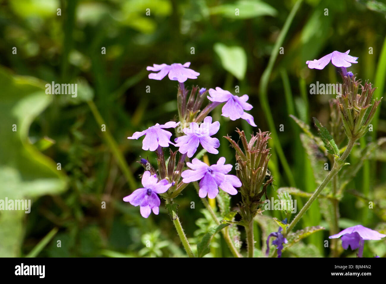 South american vervain hi-res stock photography and images - Alamy