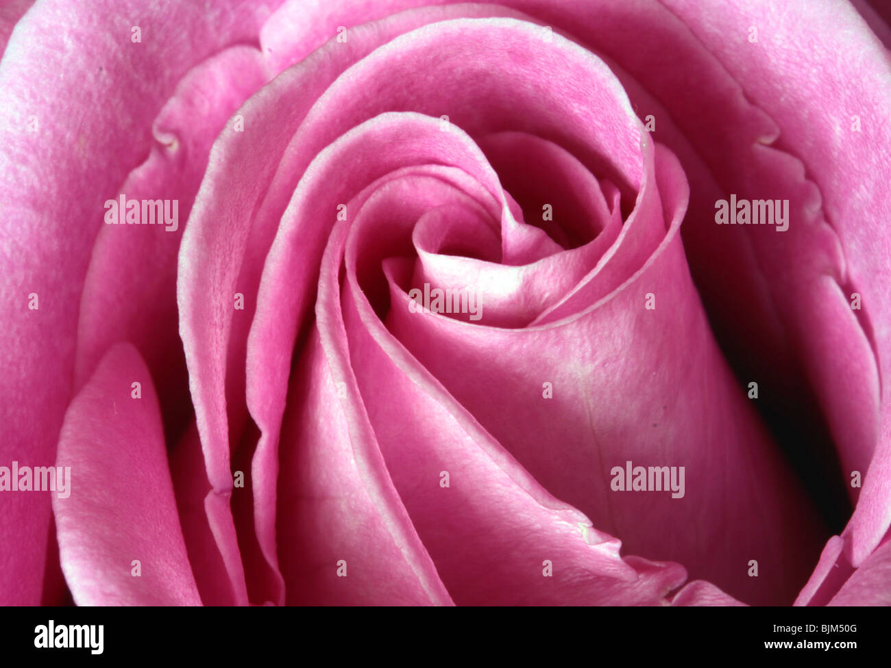 Pink rose close up Stock Photo - Alamy