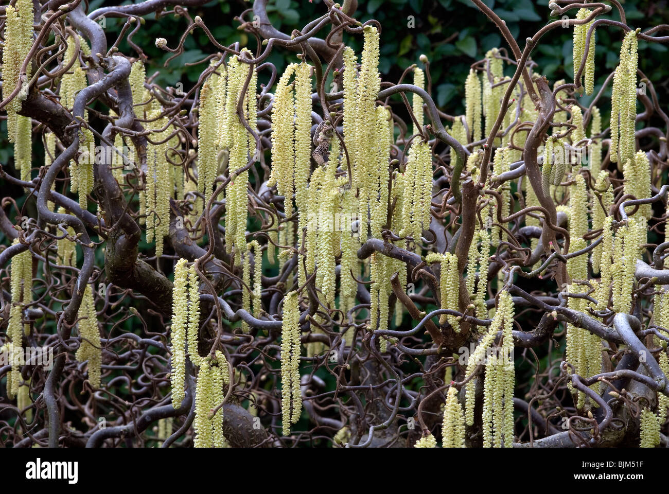 Corkscrew hazel hi-res stock photography and images - Alamy