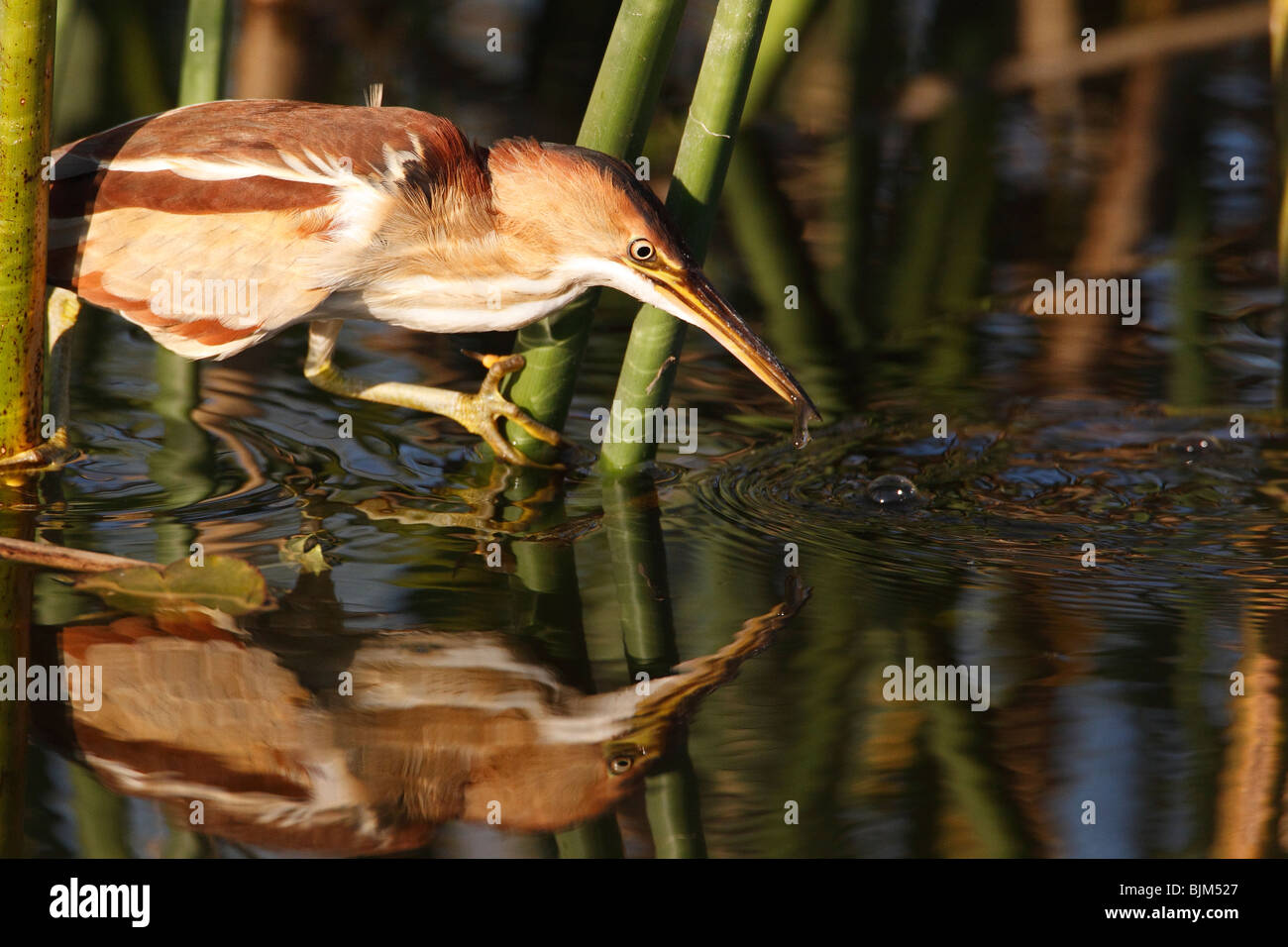 Least bittern hi-res stock photography and images - Alamy