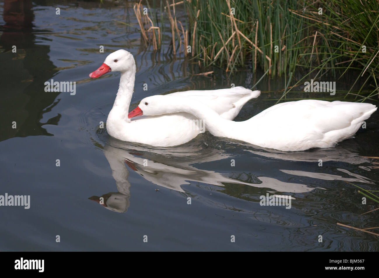 Coscoroba Swans High Resolution Stock Photography and Images - Alamy