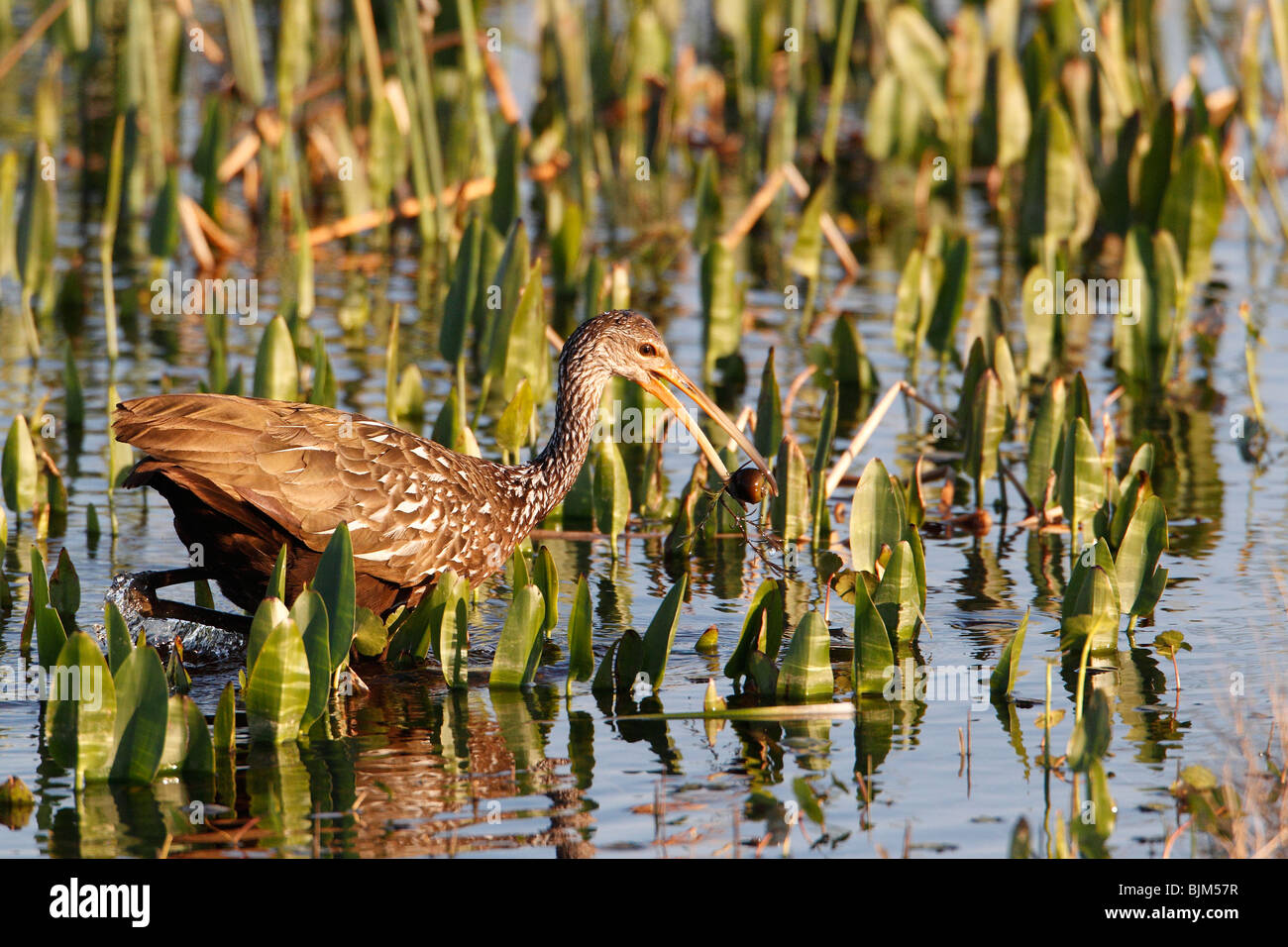 Limpkin with Apple Snail Stock Photo - Alamy