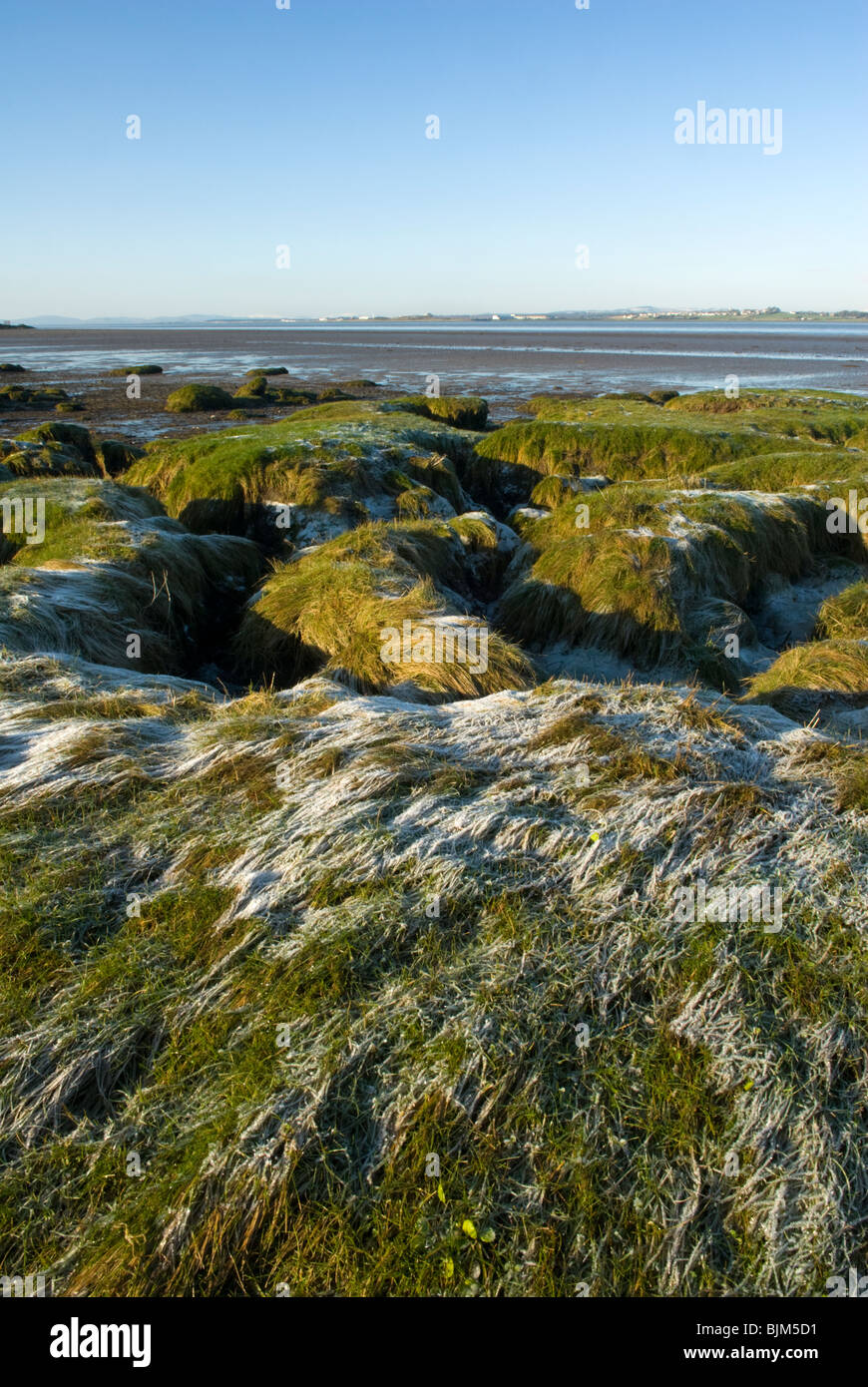 Campfield Marsh RSPB reserve, The Solway Firth, Cumbria, England Stock ...