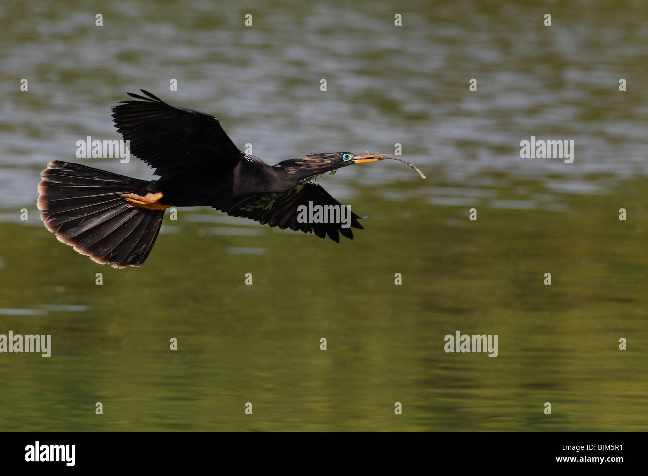 Anhinga nesting anhinga hi-res stock photography and images - Alamy