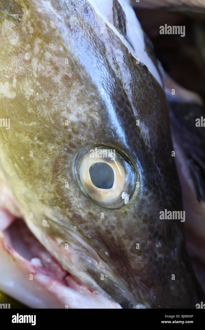 Close up of fresh catfish Stock Photo - Alamy