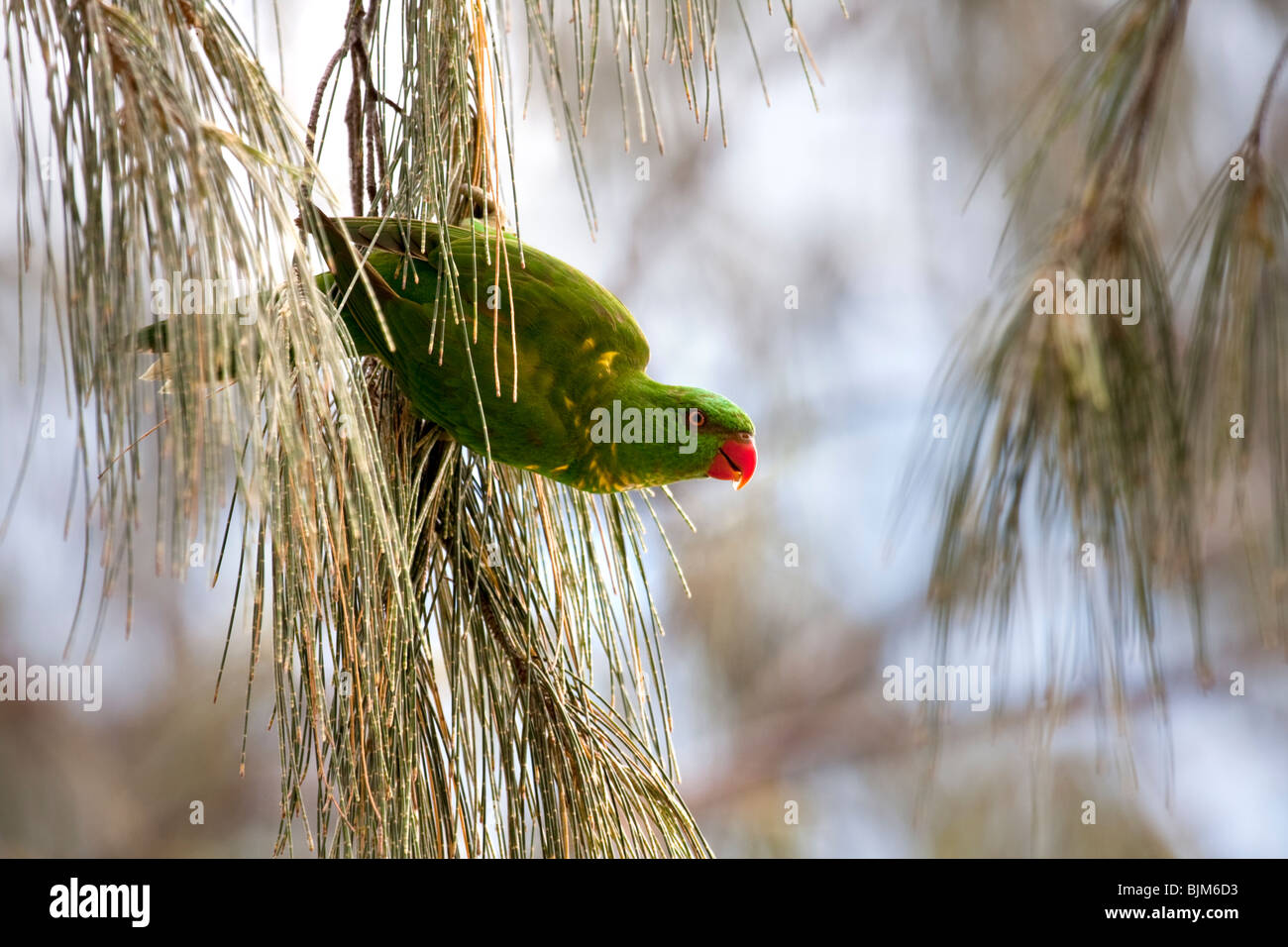 Parrot perched in tree, Cairns, Queensland, Australia Stock Photo - Alamy