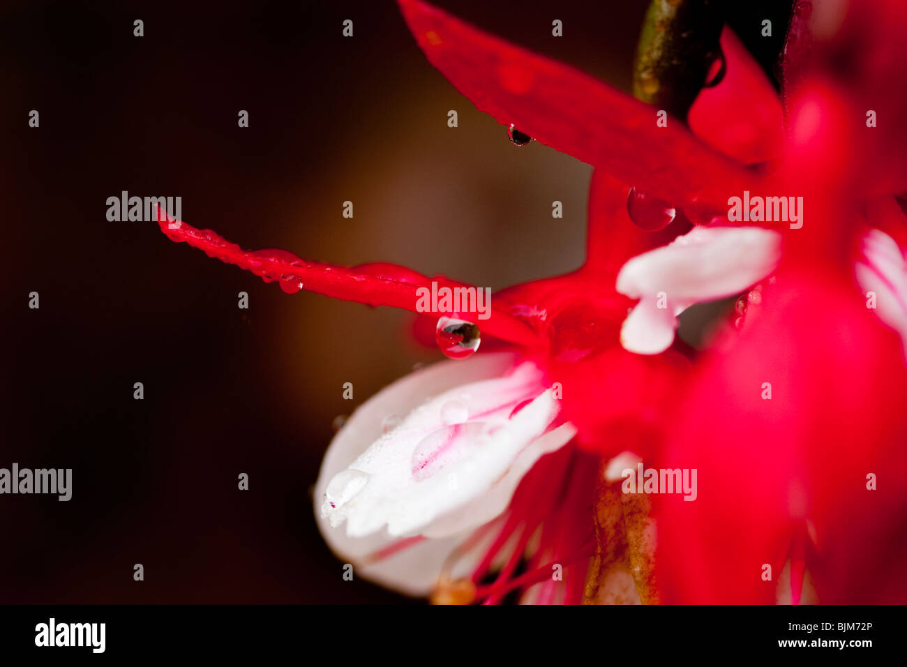 Red fuchsia hi-res stock photography and images - Alamy