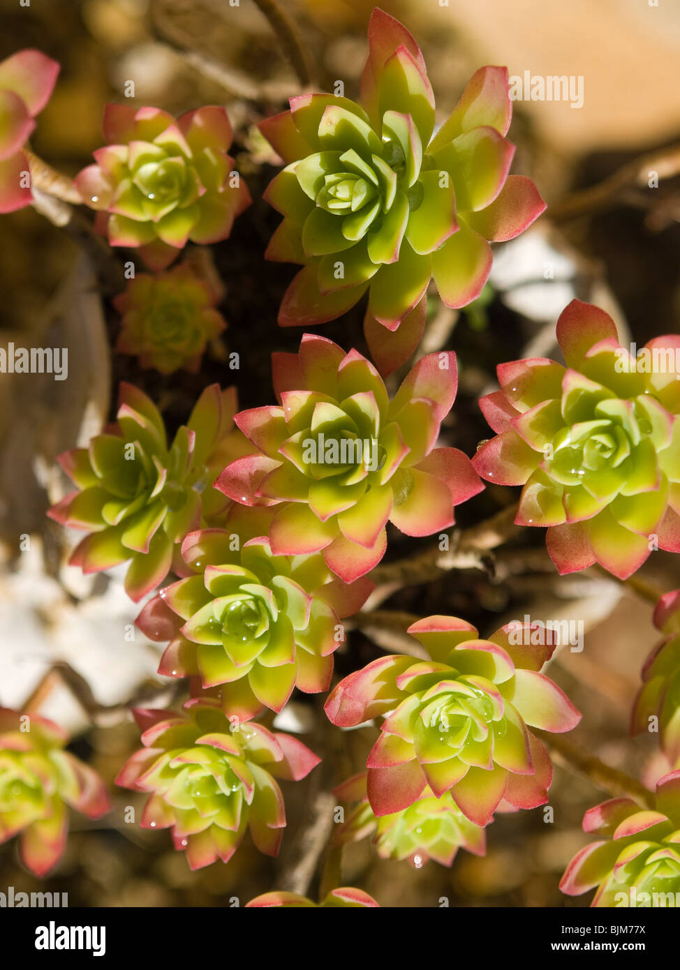 Colored sedum in close up Stock Photo - Alamy