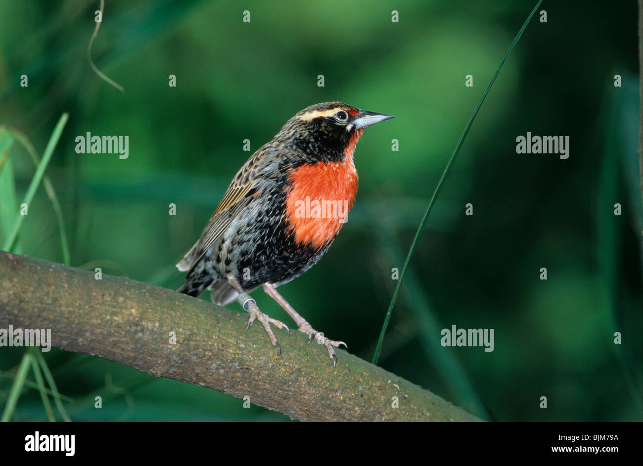 Soldatenstarling hi-res stock photography and images - Alamy