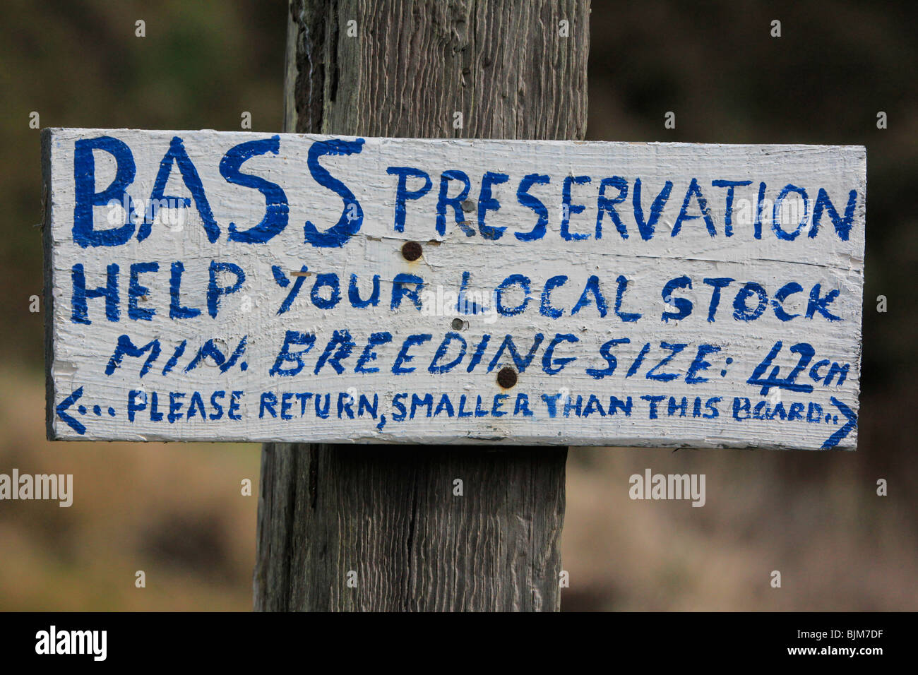 British bass fish hi-res stock photography and images - Alamy