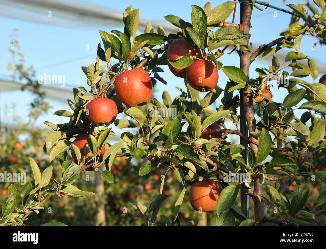 Red apple tree orchard hi-res stock photography and images - Alamy