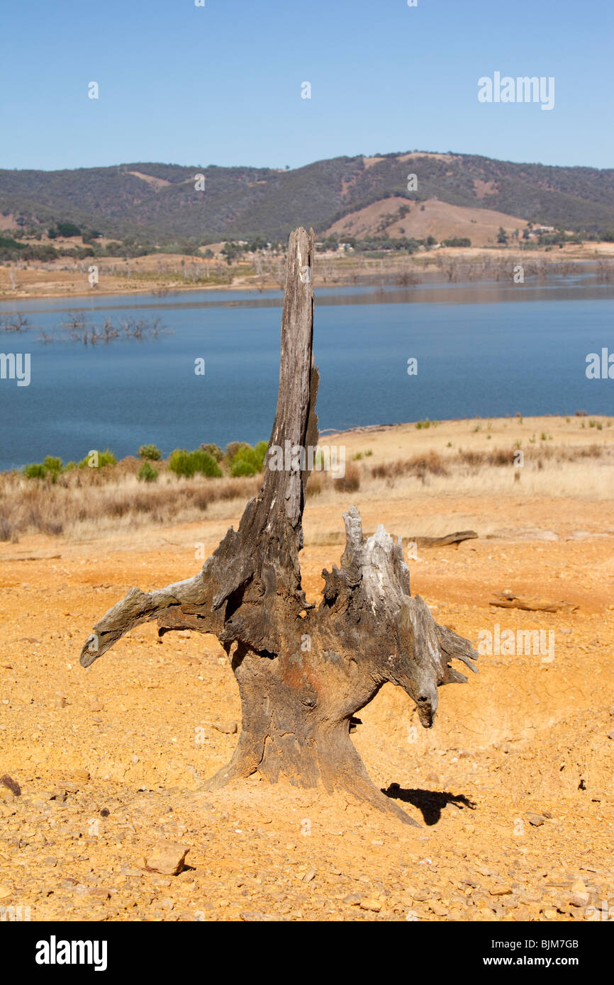 A dead tree on Lake Eildon as it dries up due to the ongoing drought ...