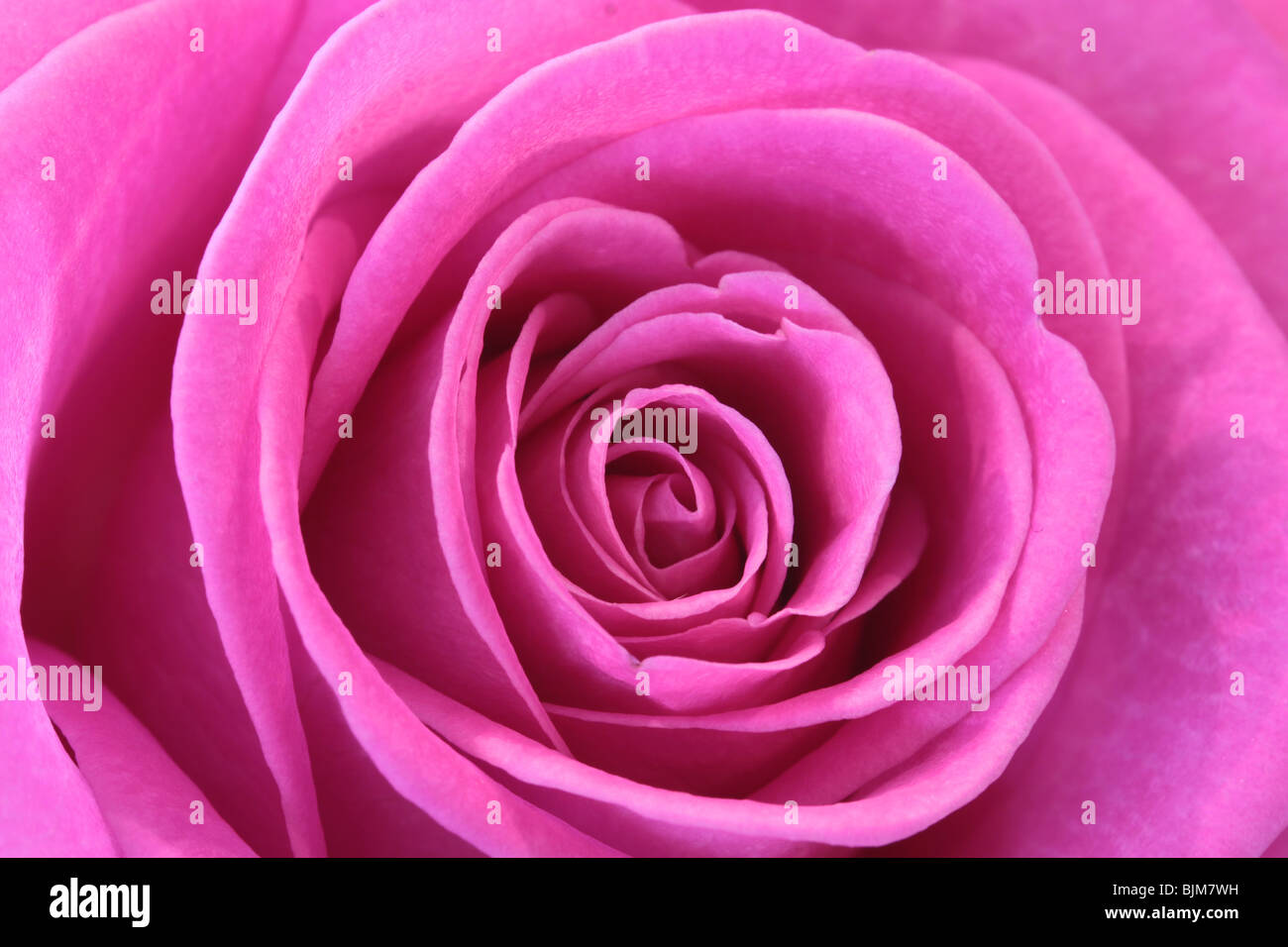 Pink rose close up Stock Photo - Alamy