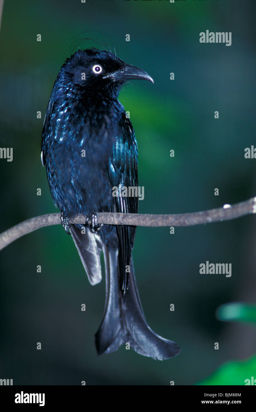 Hair-crested Drongo (Dicrurus hottentottus) perched on branch Stock ...