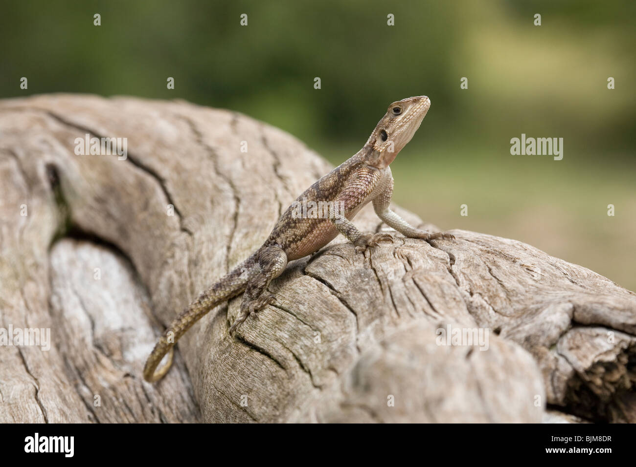 Agama agama female hi-res stock photography and images - Alamy