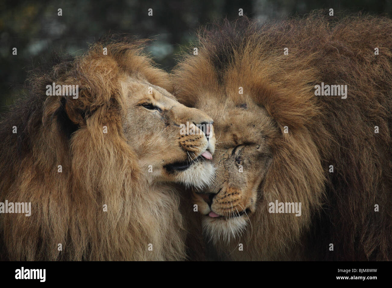 Lion brothers hi-res stock photography and images - Alamy