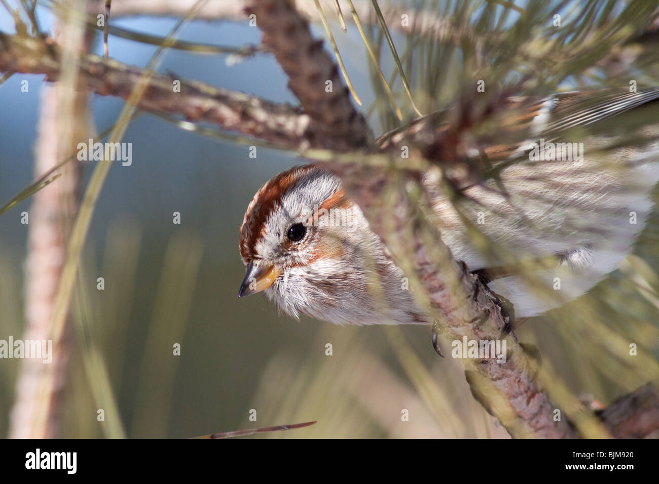 Chirping bird hi-res stock photography and images - Alamy
