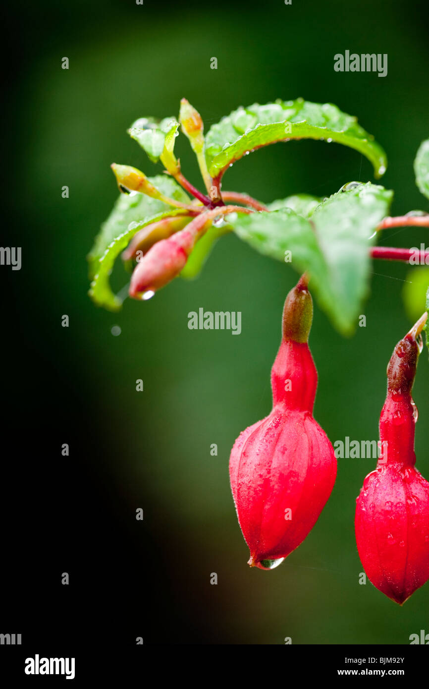 Fuchsias leaves hi-res stock photography and images - Alamy