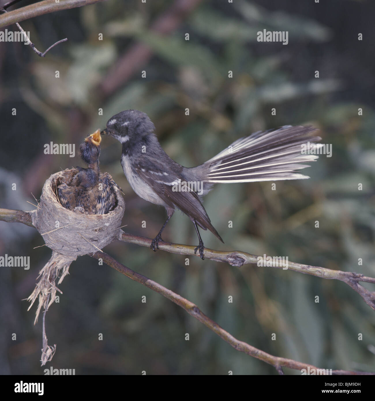 Grey fantail chicks hi-res stock photography and images - Alamy