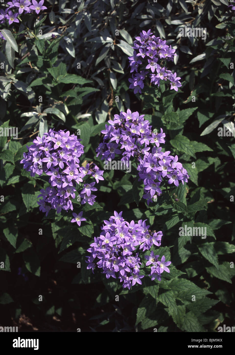 Jacaranda Tree, family Bignoniaceae Stock Photo - Alamy