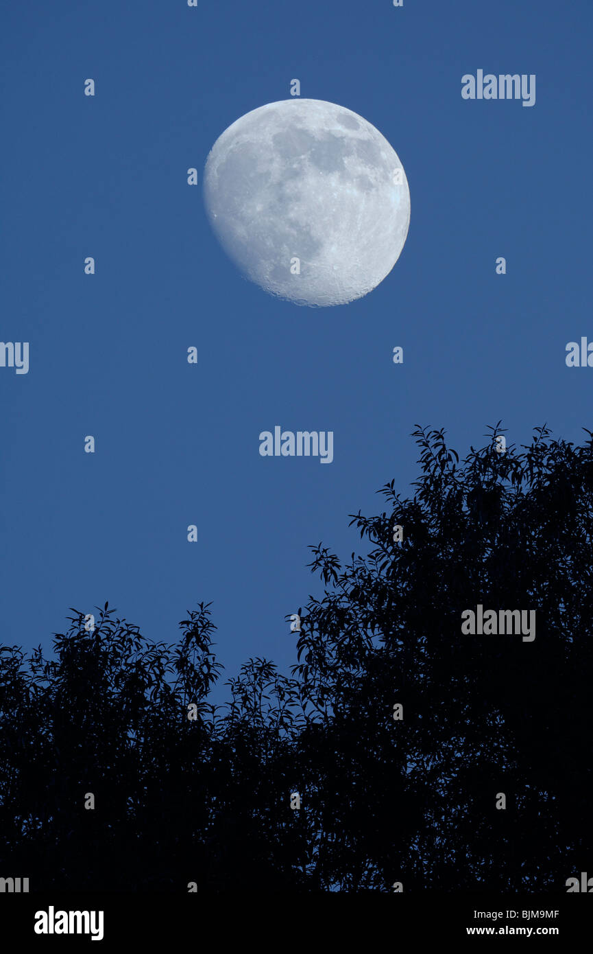 Leafy trees with the moon Stock Photo - Alamy