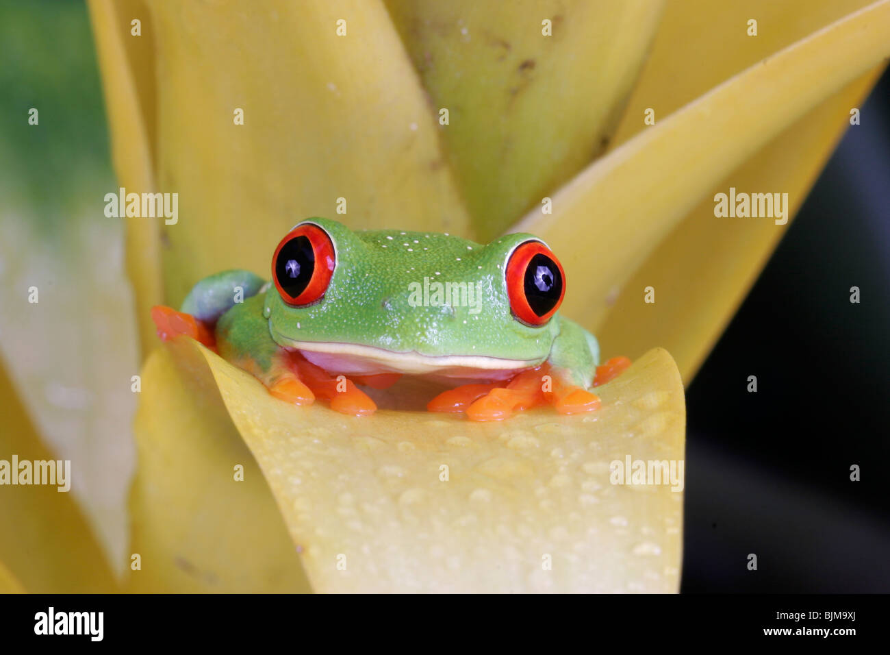 Cute red eyed frog hi-res stock photography and images - Alamy