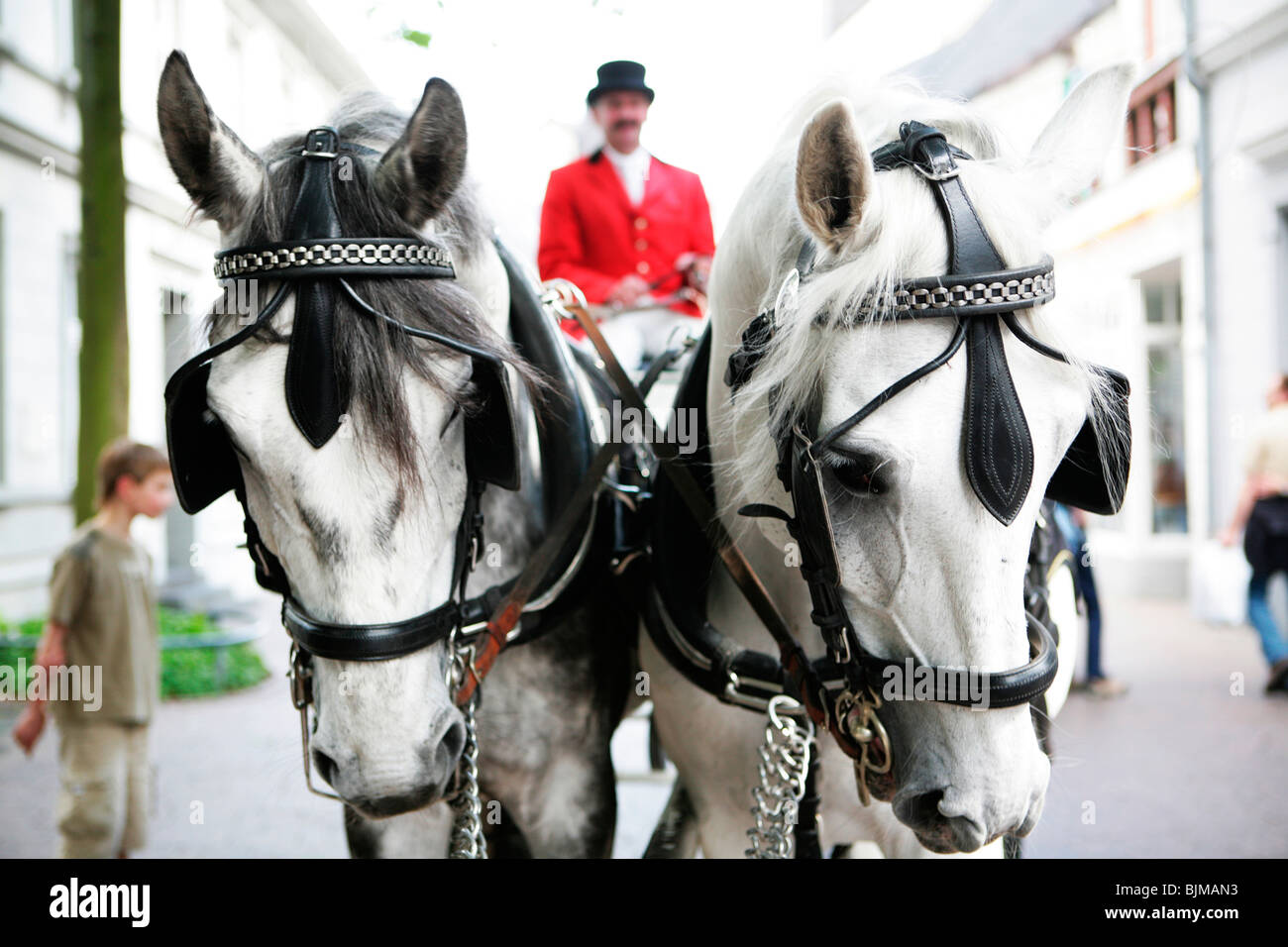 Wedding carriage, white horses, coachman Stock Photo - Alamy