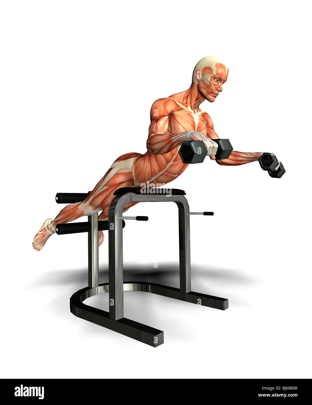 Anatomie masculine hi-res stock photography and images - Alamy