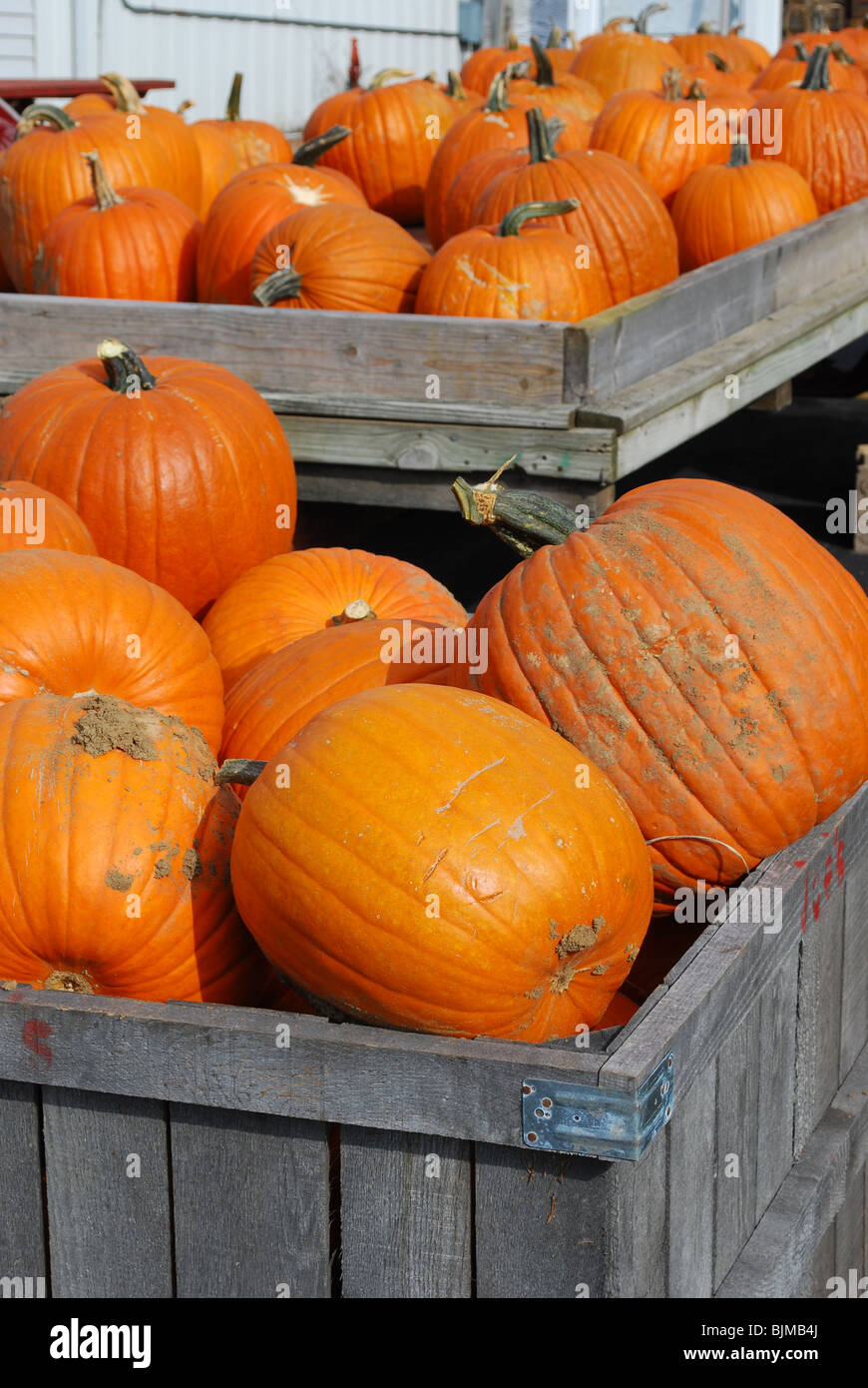 Pumpkins for sale at a roadside stand in southeastern Minnesota during ...