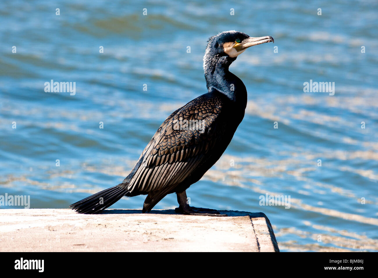 A Great Cormorant in breeding plumage perched on the edge of Bristol ...