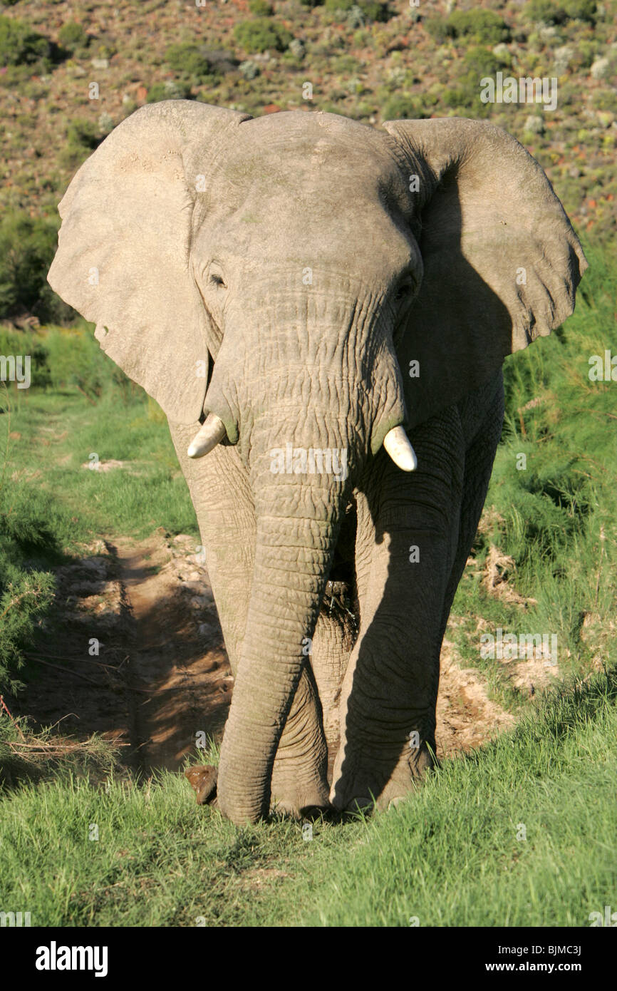 Male African elephant in South Africa Stock Photo - Alamy