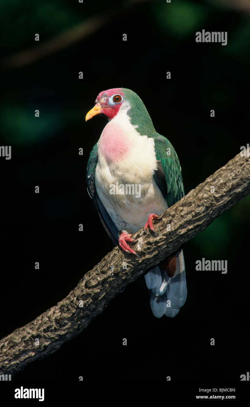Jambu fruit dove hi-res stock photography and images - Alamy