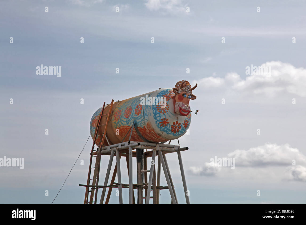 Cow from a barrel Stock Photo - Alamy