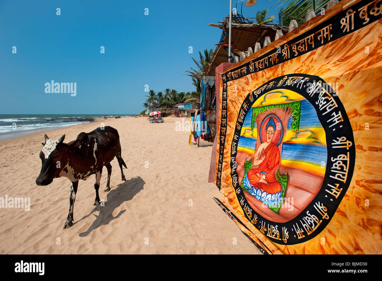 Goa cow hi-res stock photography and images - Alamy