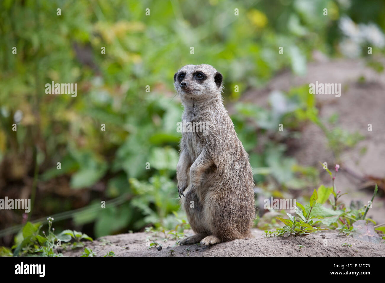 Meerkat Suricata suricatta standing upright in relaxed pose on sentry ...