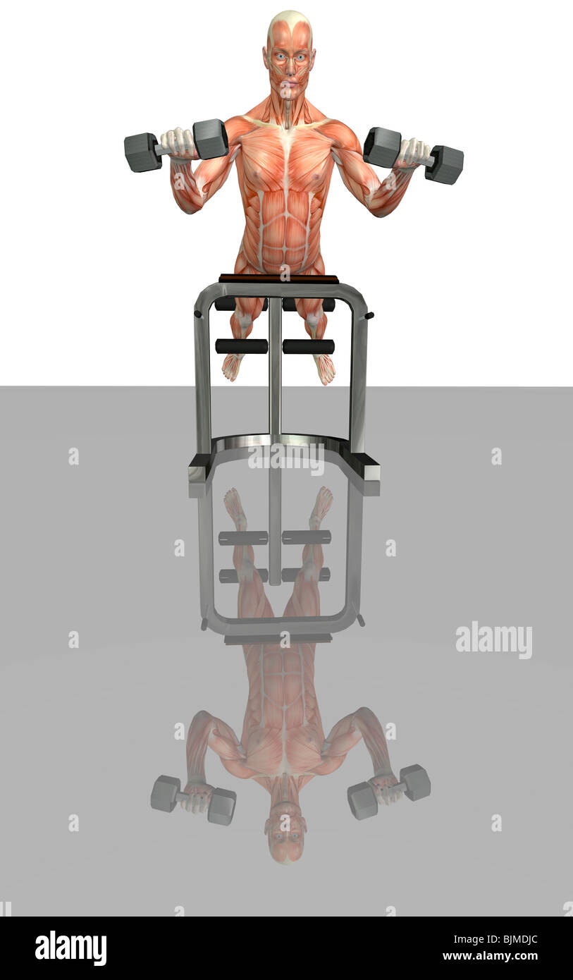 Anatomie masculine hi-res stock photography and images - Alamy