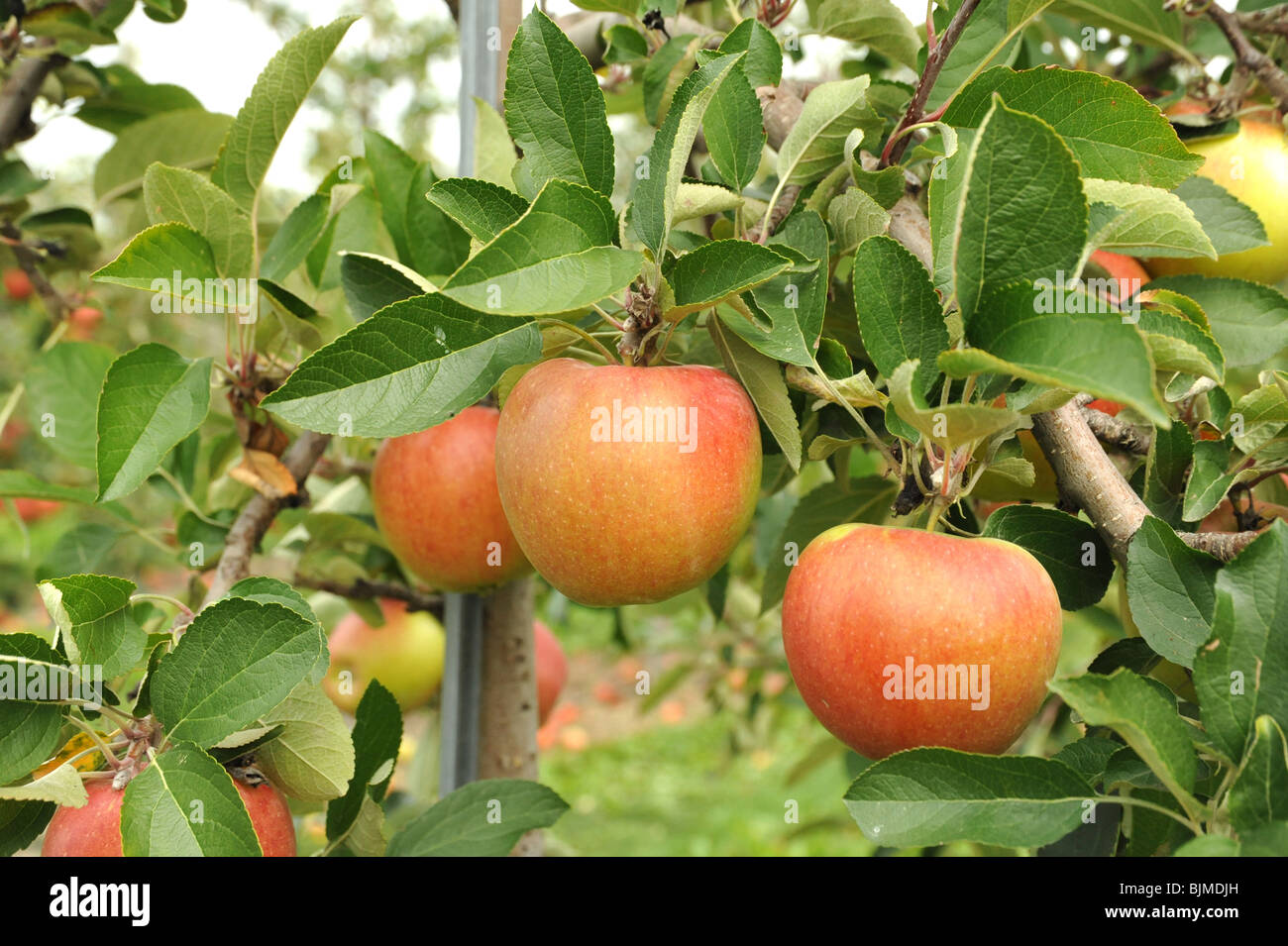 Ripe red apples growing on a tree in an orchard Stock Photo - Alamy