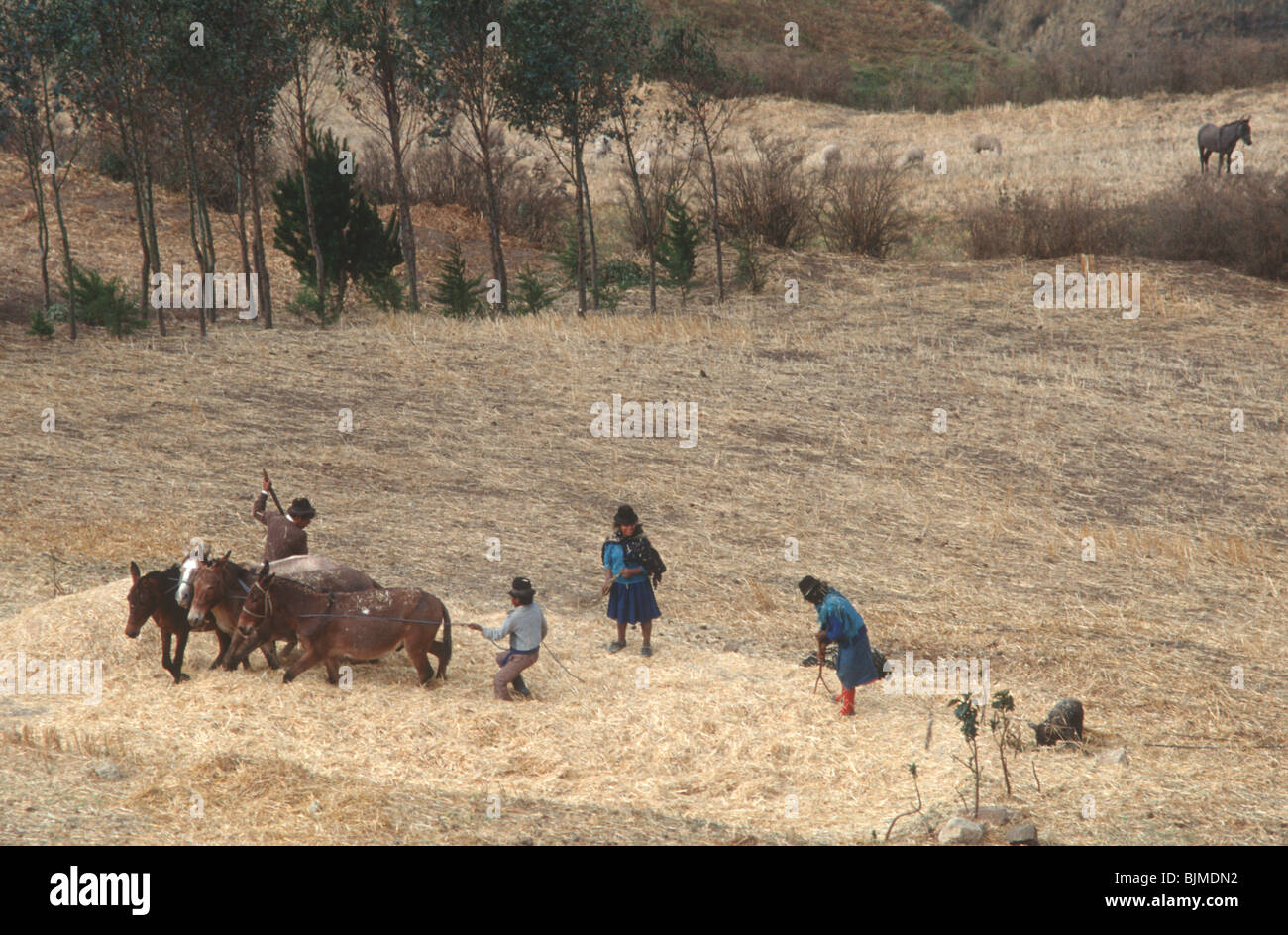ECUADOR NATIVE QUECHUA PEASANTS DOING AGRICULTURAL WORK IN THE MOUNTAIN ...